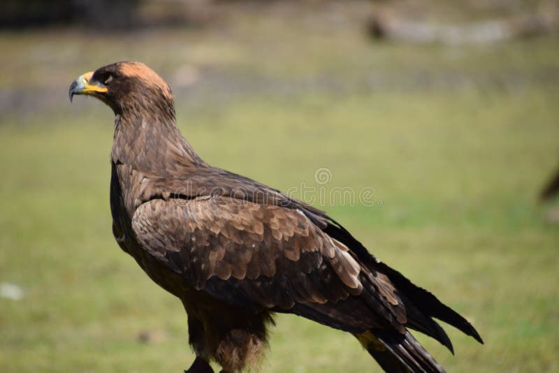 Eagle in focus stock image. Image of macro, flying, sunlight - 74048049