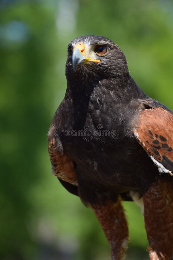 Eagle in focus stock image. Image of sitting, outdoors - 74049335