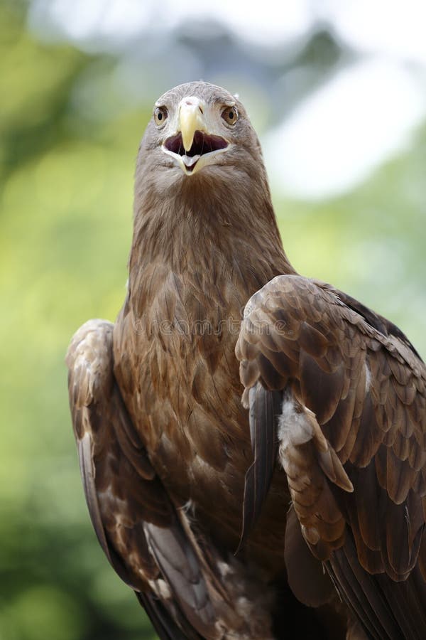 Eagle front view stock photo. Image of singapore, jurong - 28506716