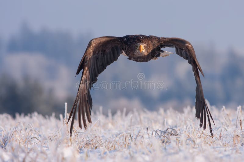 Eagle in frozen snow stock photo. Image of snow, bird - 64832398