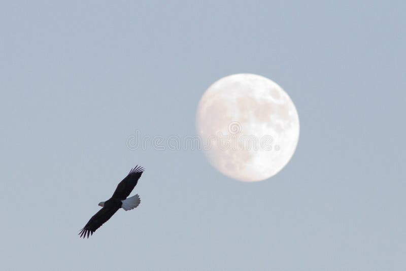 Eagle Flying Full Moon Stock Photos - Free & Royalty-Free Stock Photos ...