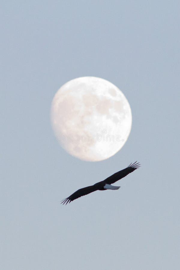 Eagle on Full moon stock image. Image of full, maryland - 64039709