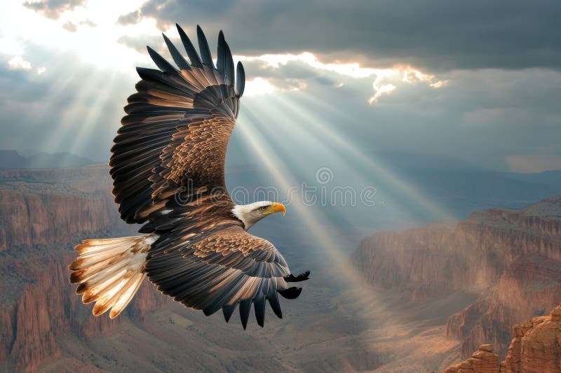 An Eagle Glides Effortlessly Above a Dramatic Canyon Landscape As ...
