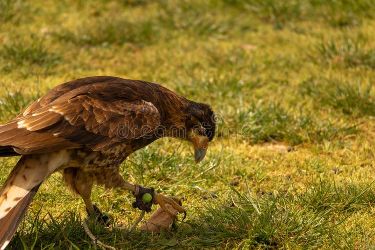 Eagle in a grassy field stock photo. Image of animal - 281890696