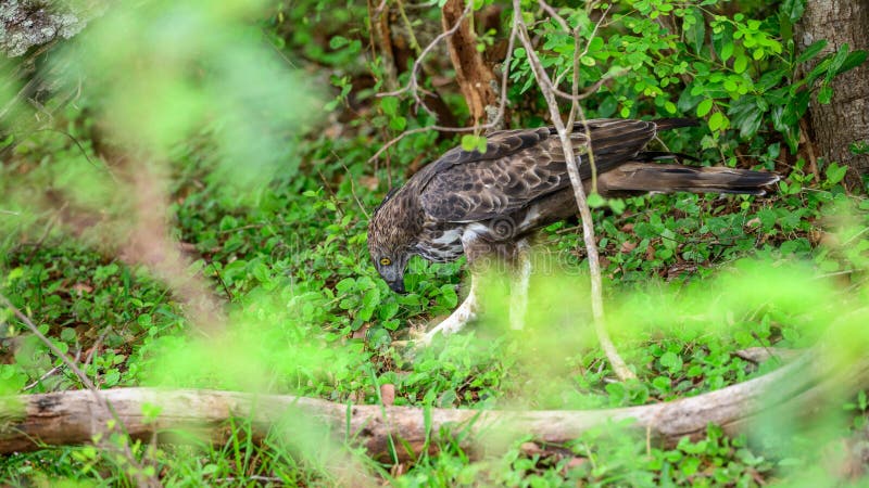 Eagle on the Ground with Its Lizard Kill. Changeable Hawk-eagle Keeps ...