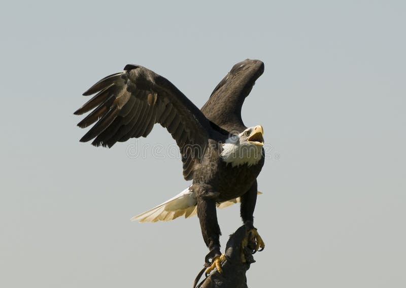 Eagle in Hand stock image. Image of american, large, strength - 24632643