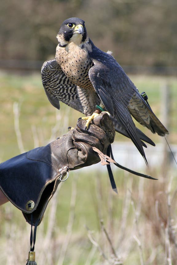 Eagle and handler stock image. Image of dangerous, eaglet - 898841