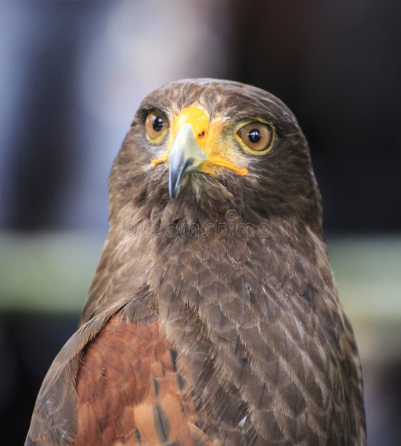 Eagle: Harris Hawk (Parabuteo Unicinctus) Stock Photo - Image of harris ...