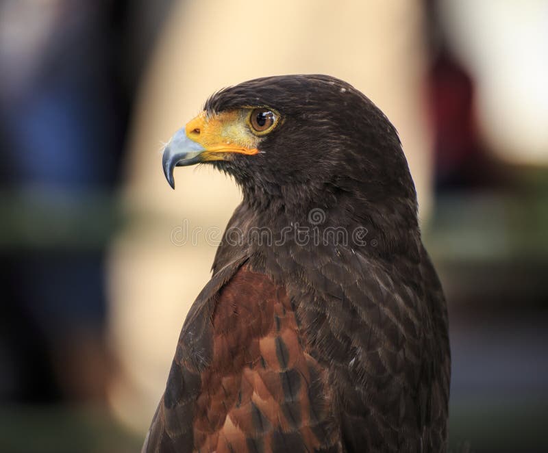 Eagle: Harris Hawk (Parabuteo Unicinctus) Stock Photo - Image of ...