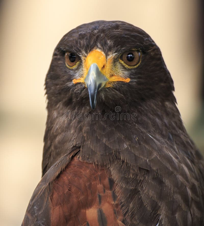 Eagle s stare stock photo. Image of predator, eagle, curious - 1972078