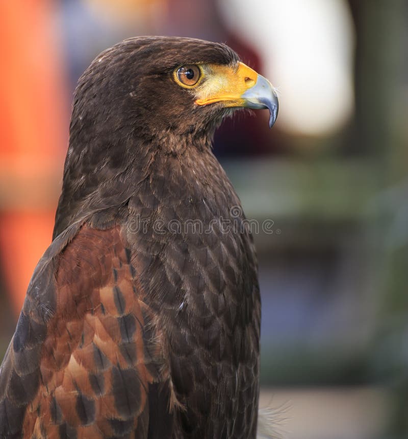 Eagle: Harris Hawk (Parabuteo Unicinctus) Stock Image - Image of nature ...