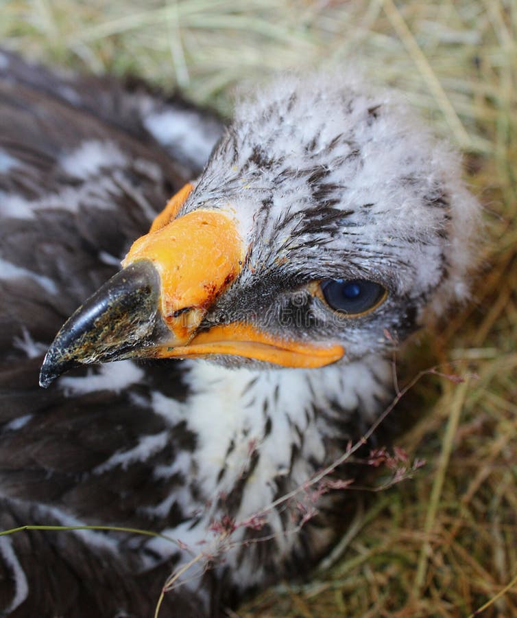 Eagle Hatchling II foto de stock. Imagem de falcosa, captiveiro - 96259140