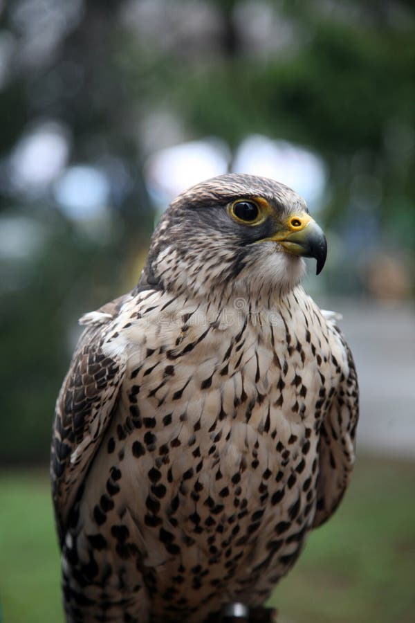 Eagle hawk stock photo. Image of endangered, animal - 132000136
