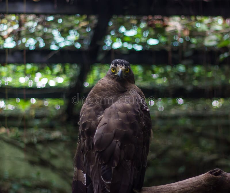 Eagle Hawk Eye Staring Back Stock Image - Image of raptor, watch: 59774519