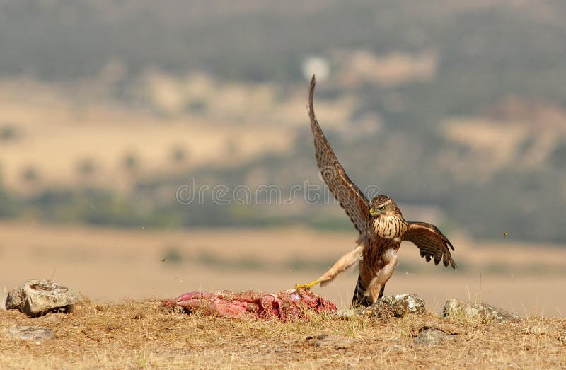 Eagle Hawk Poses with Food in the Field Stock Photo - Image of flowers ...