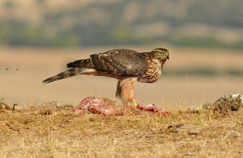 Eagle hawk poses with food stock photo. Image of fight - 45416876