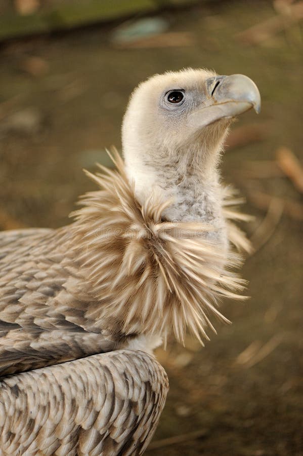 Eagle head stock photo. Image of birds, avian, raptor - 11878040