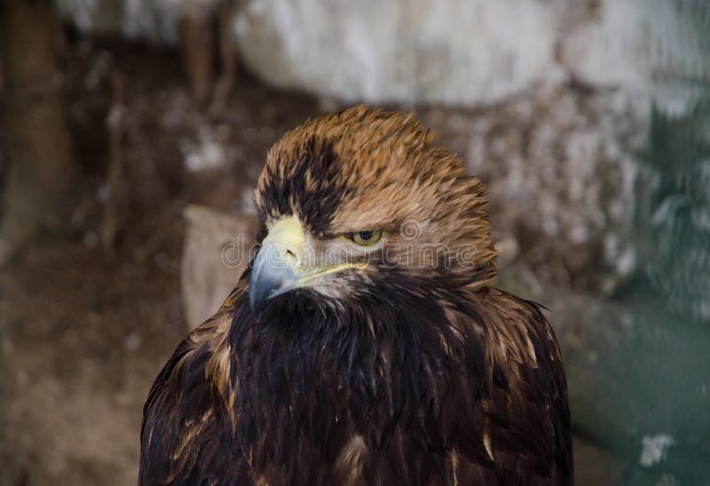 Eagle head brown stock image. Image of close, front, golden - 86552165