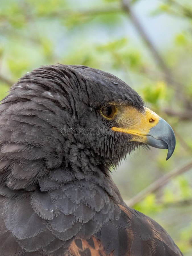 Eagle head and eyes stock photo. Image of bird, happy - 260658446