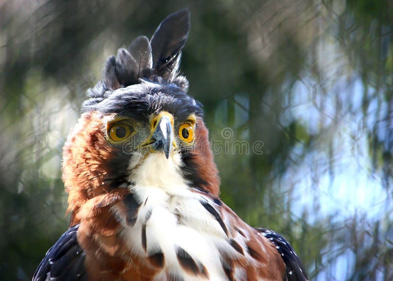 Eagle with head feathers. stock image. Image of white - 51008585