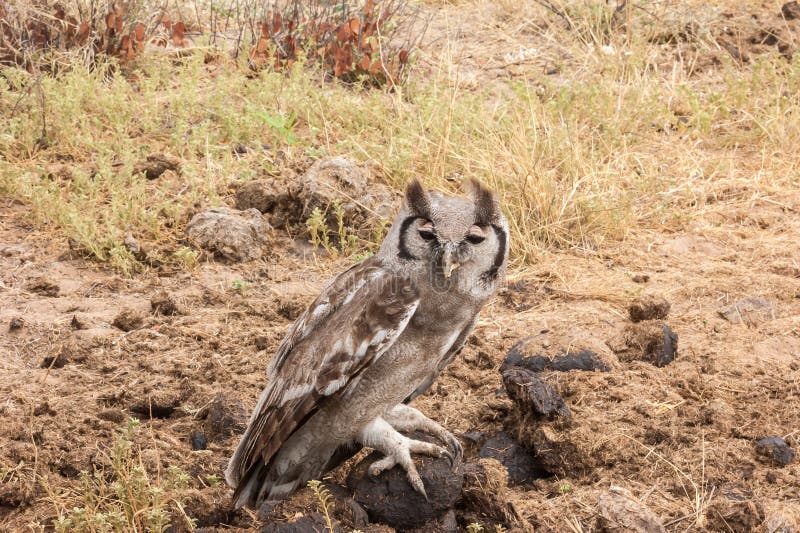 Eagle-hibou Du ` S De Verreaux Photo stock - Image du savane, plumage ...