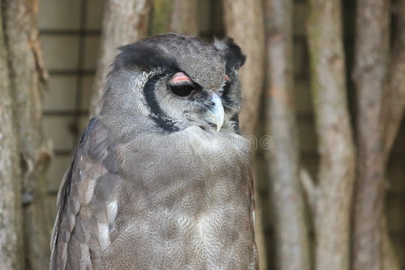 Eagle-hibou géant photo stock. Image du oiseau, animal - 119124806