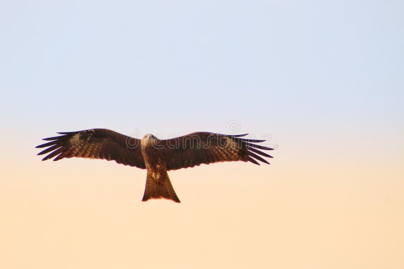 Eagle at Hunting with Focus on Frame Stock Photo - Image of natural ...