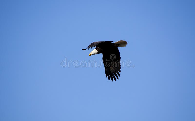 Eagle Hunting Prey stock photo. Image of mature, isolated - 51213976
