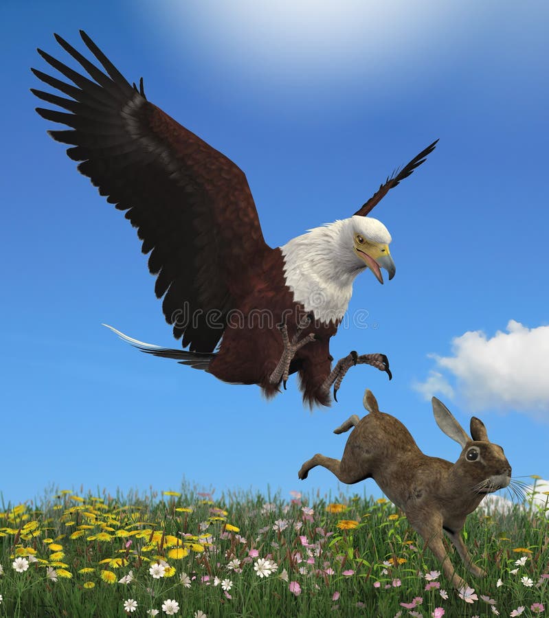 Eagle Attacking Rabbit stock photo. Image of eagle, attack - 91200996