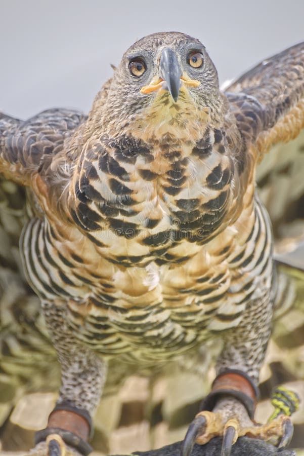 Eagle stock image. Image of close, habitat, eagle, ardea - 77260613