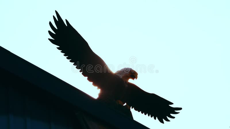 Eagle Inciting Wings Flying Gliding. American Freedom Symbol.wooden ... Eagle Inciting Wings Flying Gliding. American Freedom Symbol.wooden ...