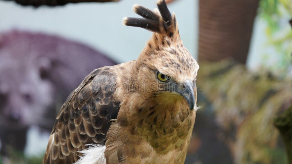 Eagle Java Look Surrounded Habitat Stock Photo - Image of falcon, java ...