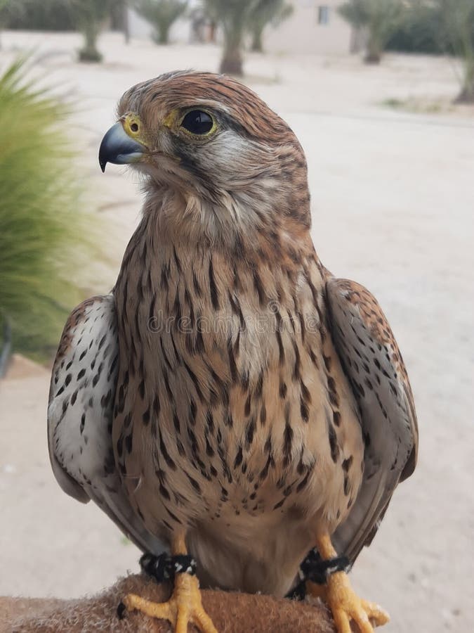 The Eagle that is Kuwait& X27;s National Bird Stock Image - Image of ...