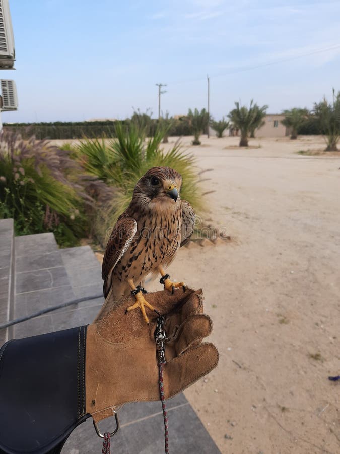 The Eagle that is Kuwait& X27;s National Bird Stock Photo - Image of ...