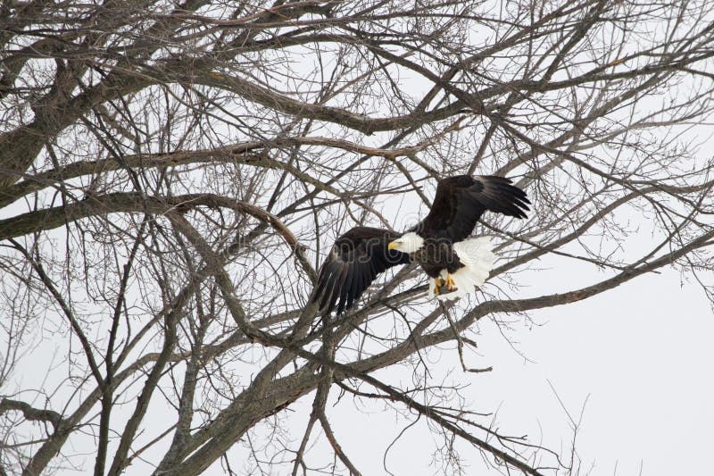 Eagle Landing in a Tree stock image. Image of hunter - 101365195