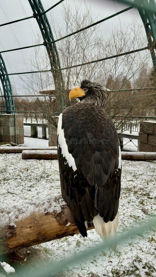 Eagle with Large Yellow Beak in Cage at Zoo Stock Photo - Image of wood ...