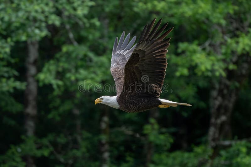 An Eagle with a Long Wing in the Air in Front of Some Trees Stock Image ...