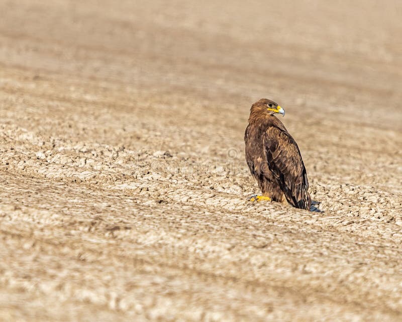 A Eagle looking back stock image. Image of face, macro - 271034477