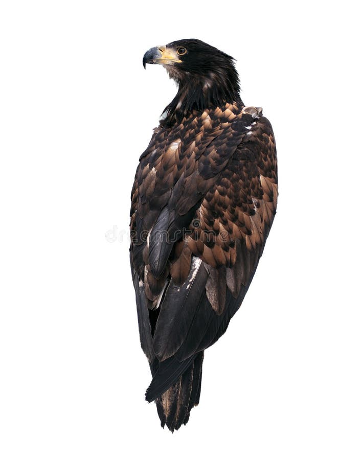 Eagle Looking Back Isolated at White Stock Image - Image of isolated ...