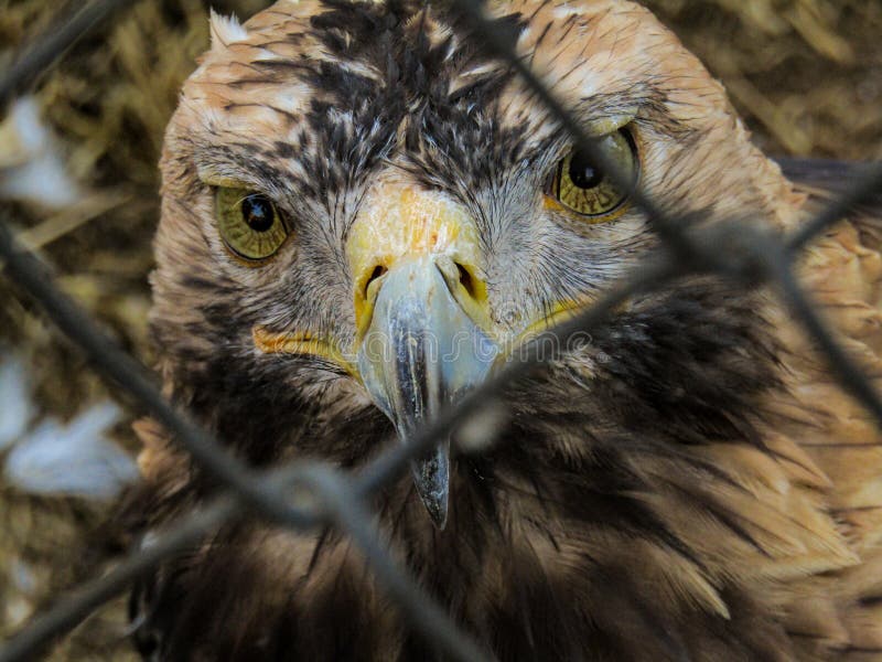 194 Mad Eagle Stock Photos - Free & Royalty-Free Stock Photos from ...