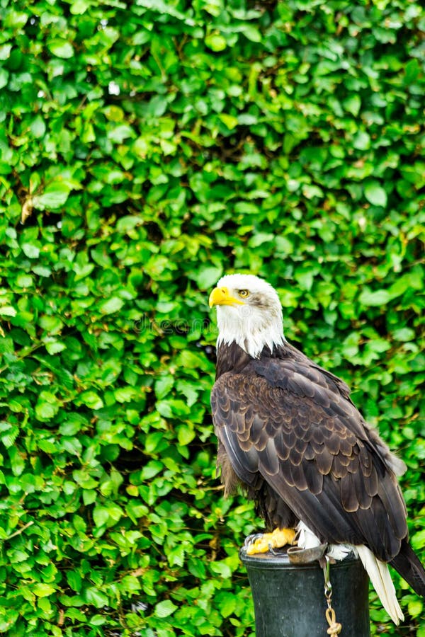 The Eagle Looks at the Spectators from Different Angles Stock Photo ...