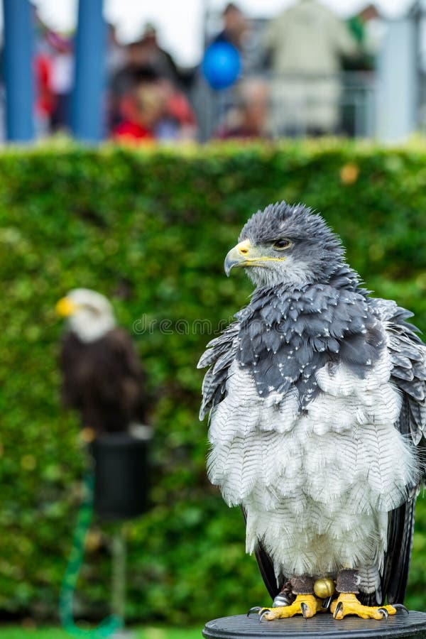 The Eagle Looks at the Spectators from Different Angles Stock Photo ...