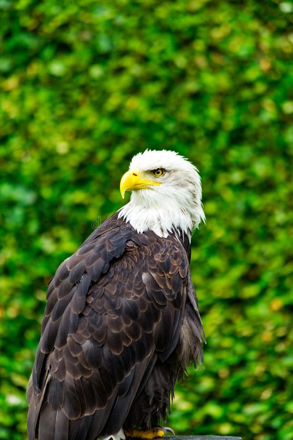 The Eagle Looks at the Spectators from Different Angles Stock Photo ...