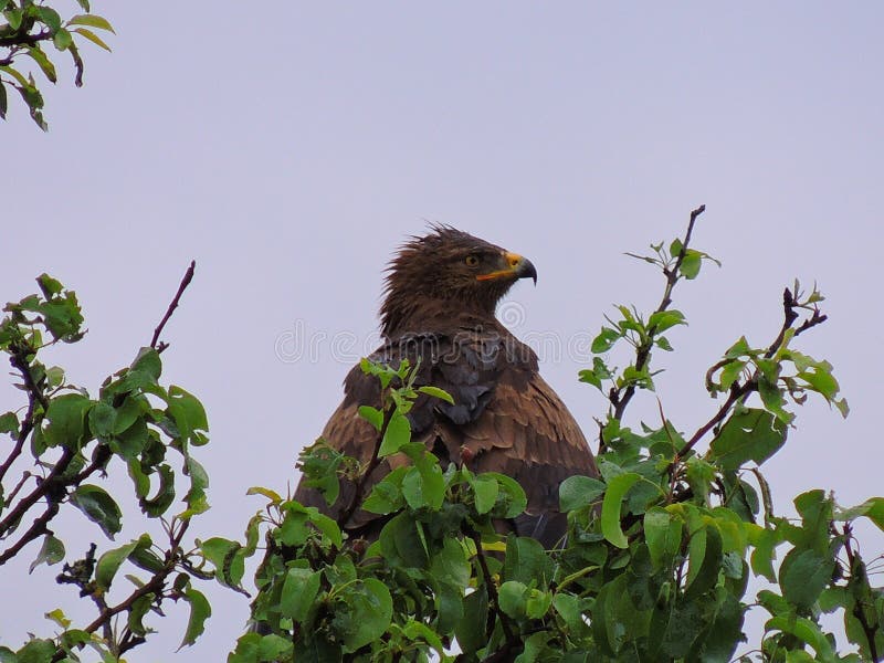 Eagle stock image. Image of wild, raptor, eagle, bird - 79282073
