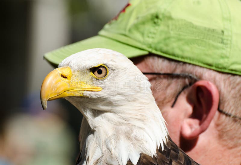 Eagle and Man stock photo. Image of trainer, bird, eagle - 34056866