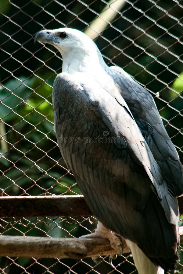 Eagle in the morning sunny stock image. Image of bird - 263883403