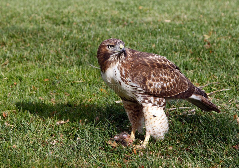 7+ Eagle mouse Free Stock Photos - StockFreeImages