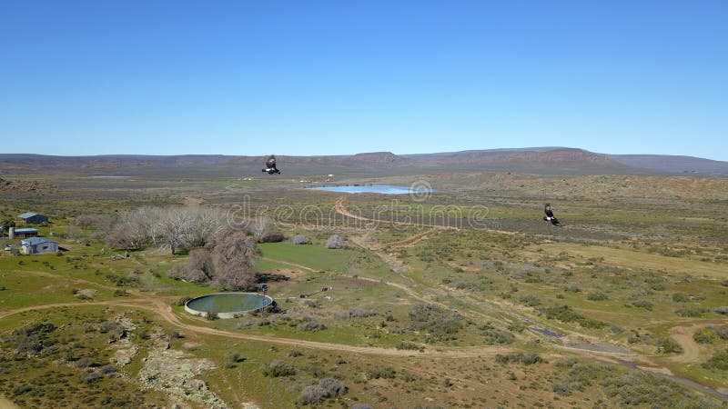 Eagle stock image. Image of nature, eagle, flight, white - 124544433
