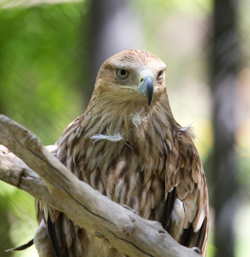 Eagle on the nature stock photo. Image of feathers, bird - 102577782