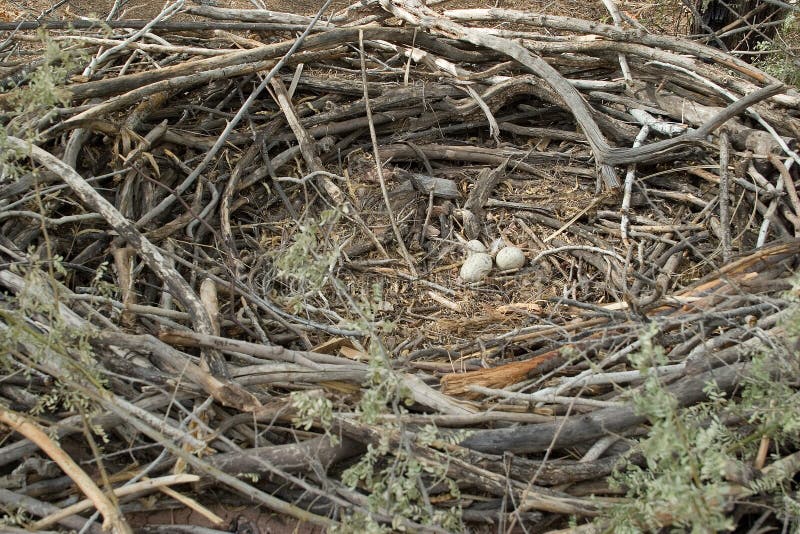 Eagle Nest, whole circle stock photo. Image of brown, bird - 626642